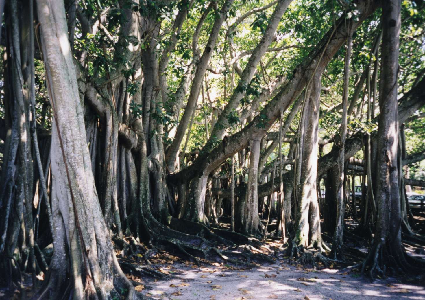 The Inventor's Banyan {Gift from the Sea 6: Argonauta} - Darcy Wiley